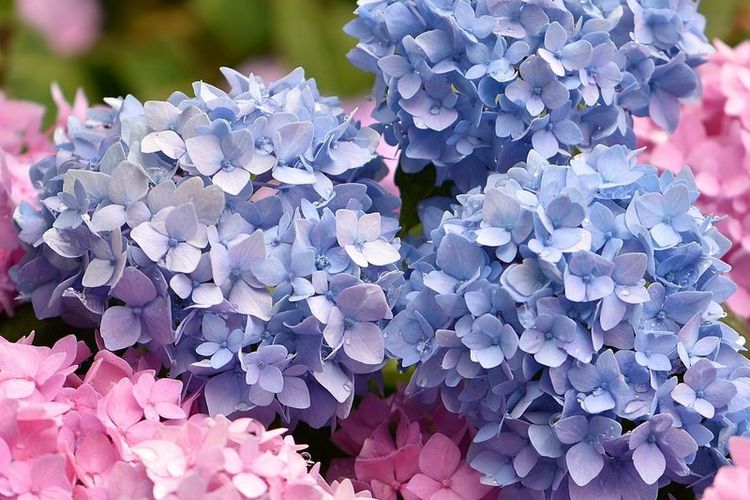 Cara Menyegarkan Bunga Hydrangea yang Layu