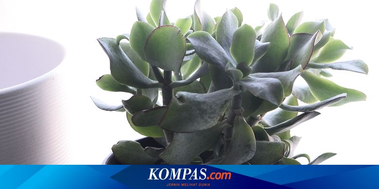 Tips Menanam dan Merawat Tanaman Giok sebagai Dekorasi Rumah