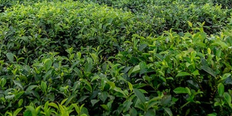 Pembibitan Tanaman Teh secara Generatif dan Vegetatif
