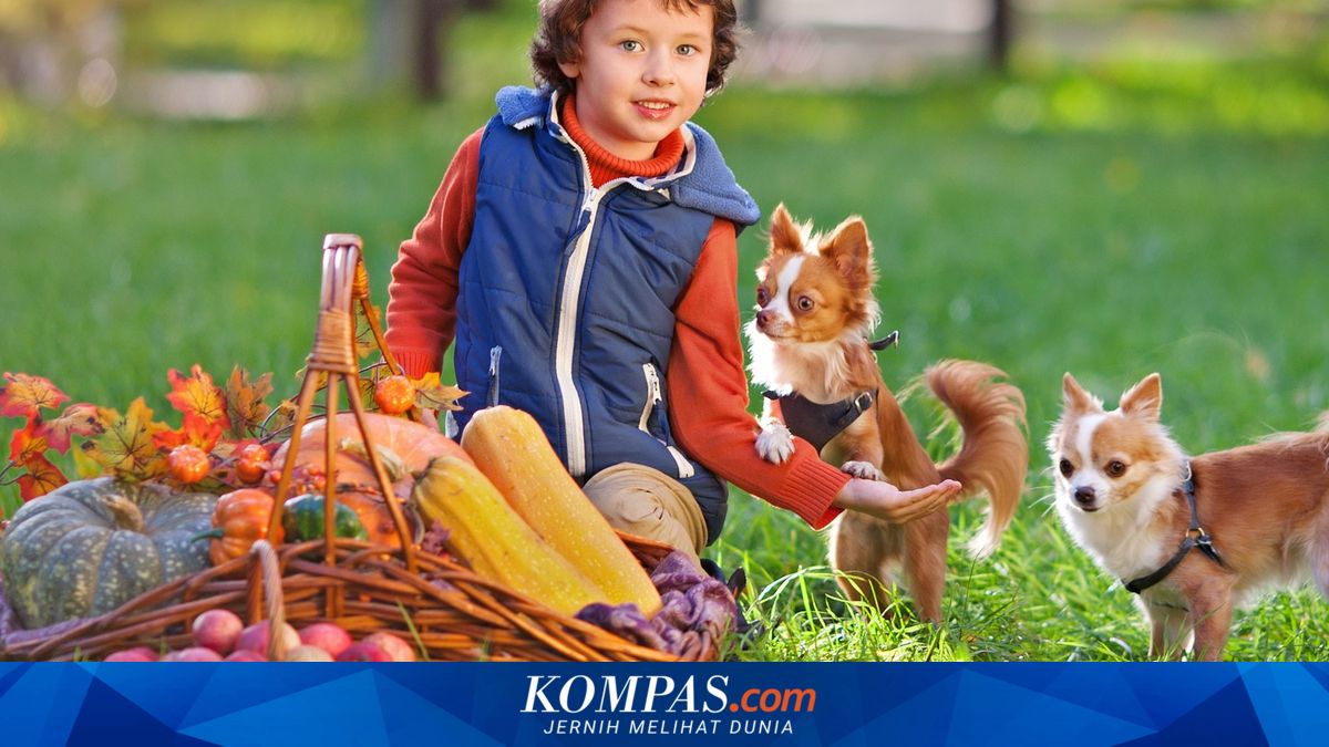 3 Trik Mengajarkan Perintah Dasar pada Anjing