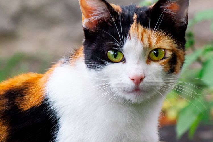 Benarkah Kucing Calico Tidak Ada yang Jantan?