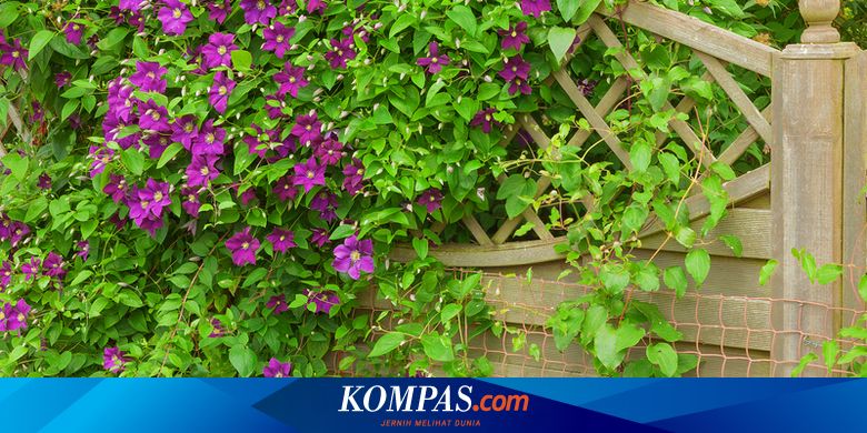 10 Pilihan Tanaman Rambat Untuk Mempercantik Pagar Rumah