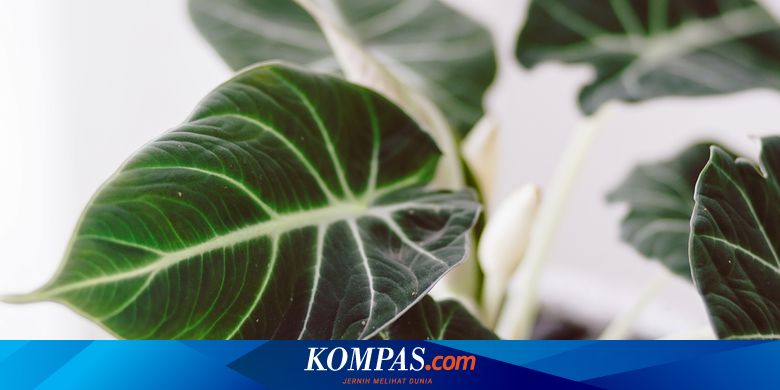Tips Membuat Tanaman Alocasia Tumbuh Besar dengan Cepat