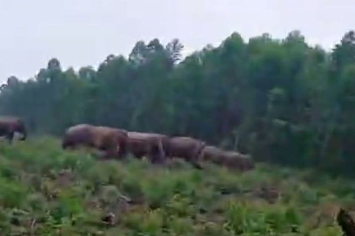 Kawanan Gajah Liar Teror Warga Muara Lakitan Musi Rawas, Masuk ...