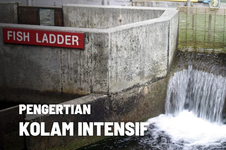Pengertian Kolam Intensif dan Komponennya dalam Budidaya Ikan