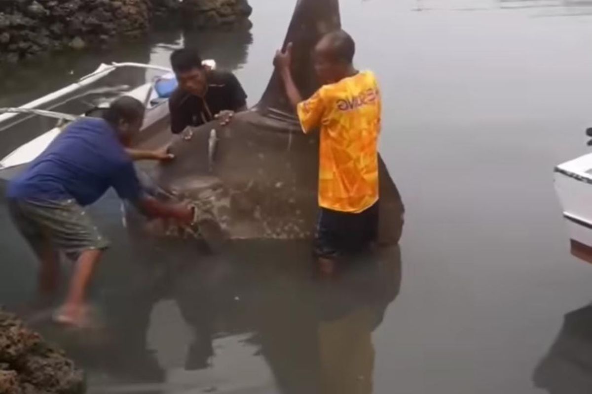 Ikan Mola-Mola Terdampar di Sumbawa, Warga Kembalikan ke Laut
