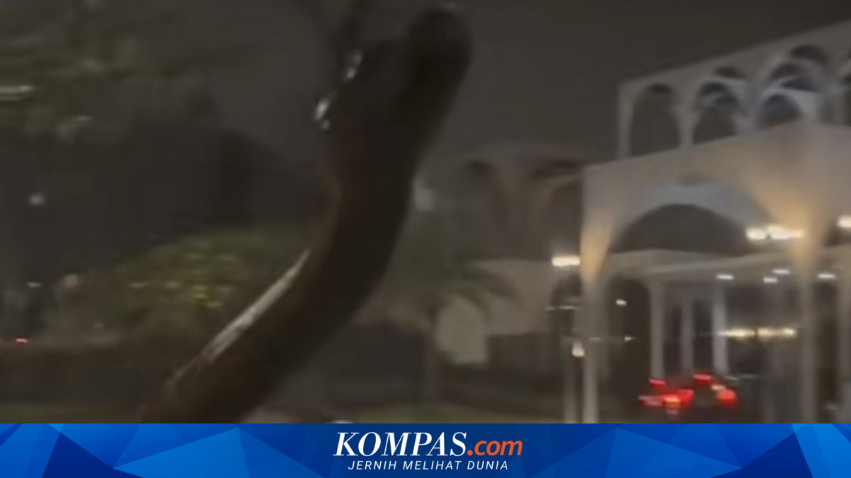 Ular Sanca Tiba-tiba Merayap di Kaca Mobil, Penumpang Panik dan Minta ...
