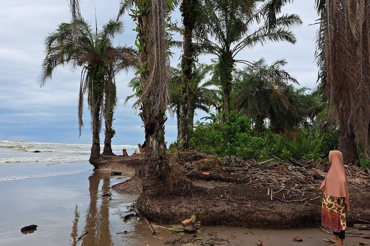 Parahnya Abrasi Pantai di Bengkulu dan Penanganannya yang Butuh Rp 5 ...