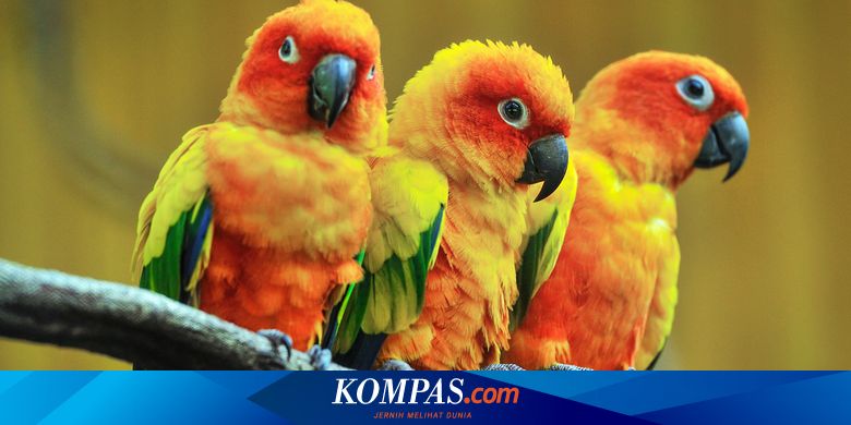 5 Burung Berwarna Kuning yang Dapat Dipelihara di Rumah