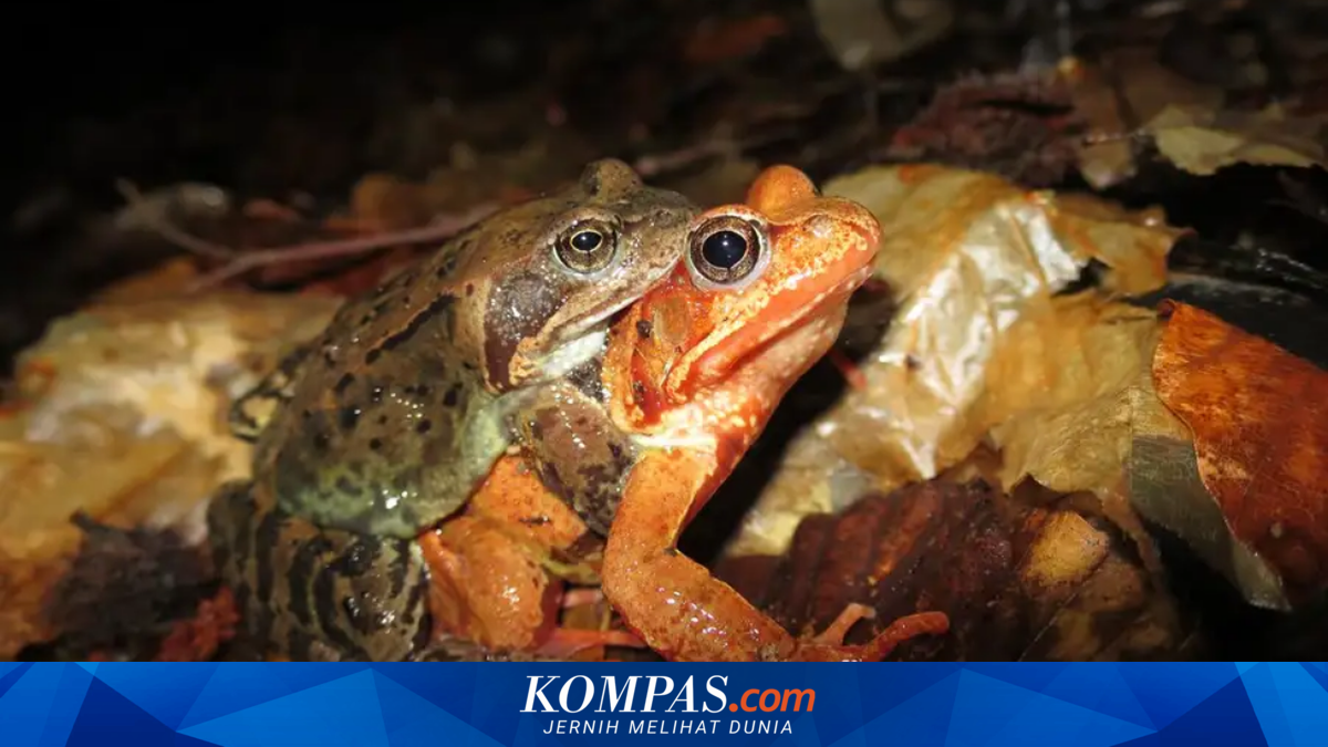 Cara Tolak Perkawinan Tak Diinginkan ala Katak Betina: Pura-pura Mati