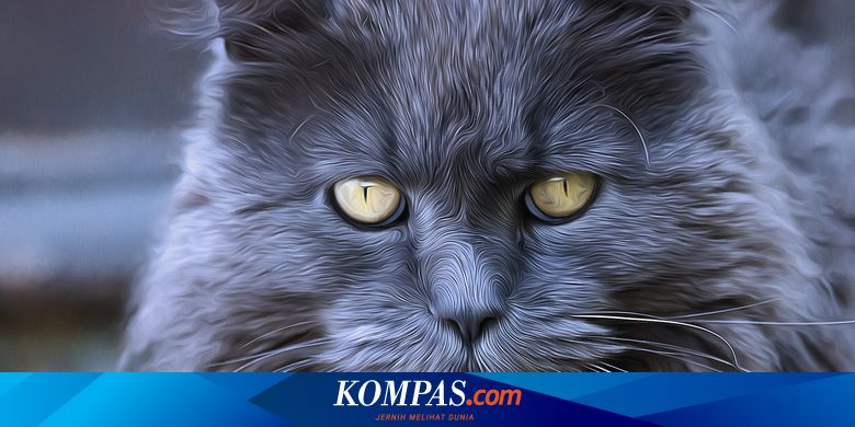 Marah hingga Apatis, Ini Ekspresi Emosi Kucing yang Perlu Diketahui