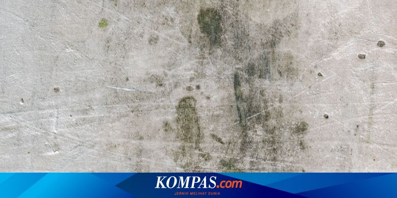 Jamur Bersarang di Dinding? Ini Solusinya