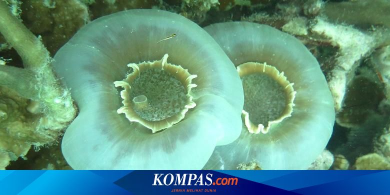 Nelayan Yang Jadi Miliarder Ini Sumbangkan Harta Untuk Lestarikan Laut
