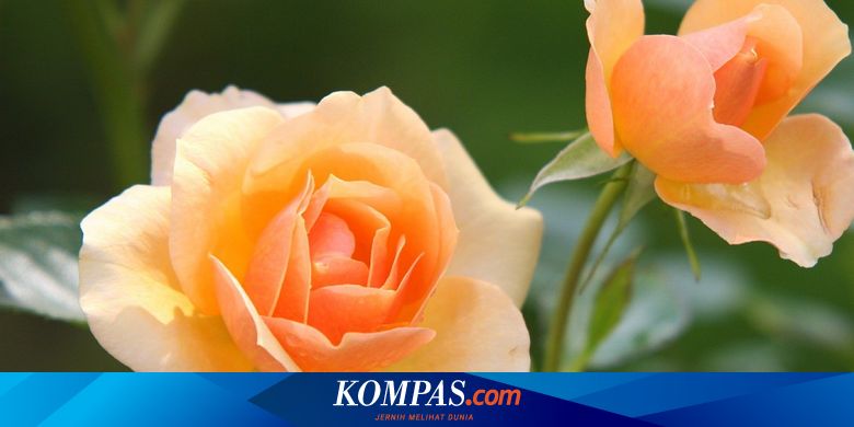 7 Bunga Cantik yang Bisa Ditanam di Halaman Rumah