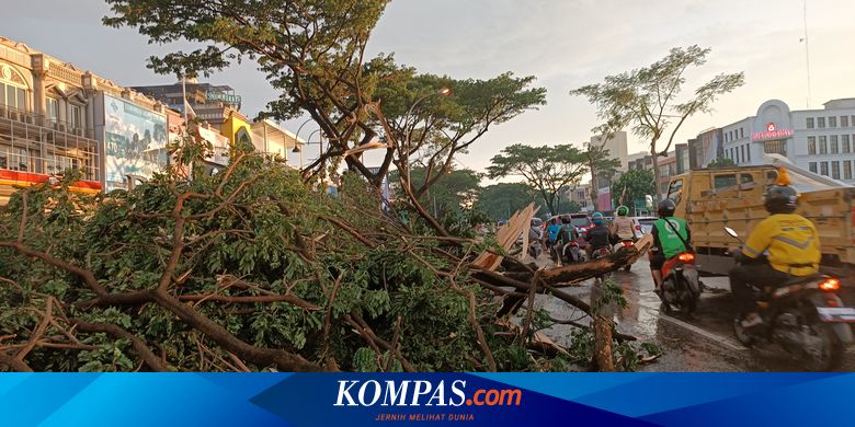 Hujan Disertai Angin Kencang, 50 Pohon di Kawasan Alam Sutera Tumbang