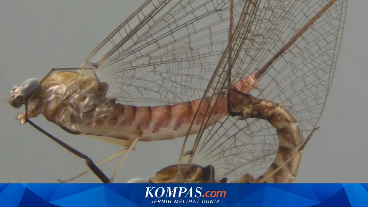 Demi Sains, Peneliti Bekukan Lalat Capung yang Sedang Kawin di Udara