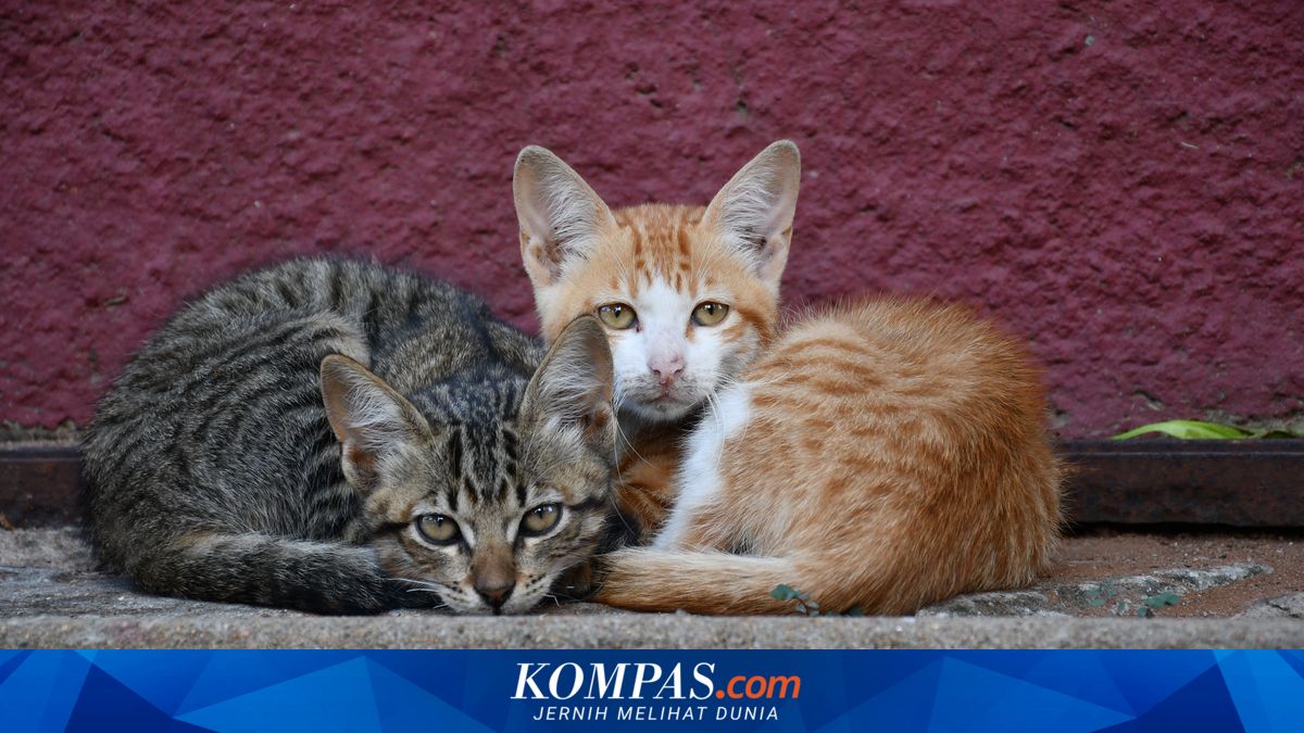 Puluhan Ribu Kucing Liar di Jakarta Akan Disteril, Ini Alasannya