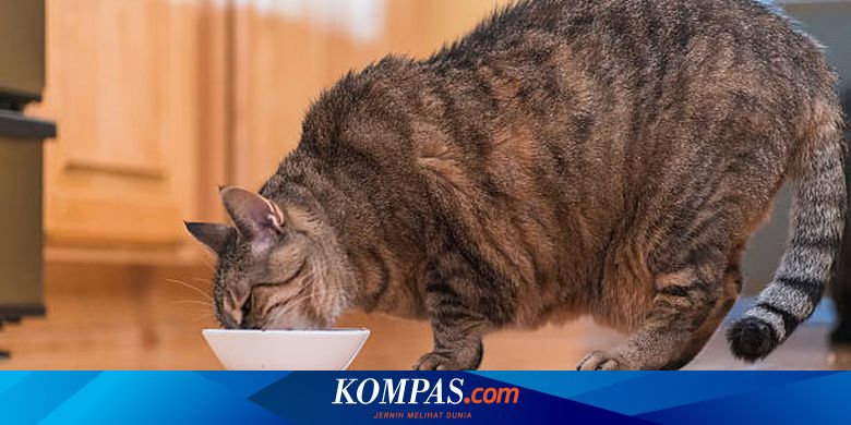 Kebutuhan Nutrisi Kucing Selama Masa Kehamilan