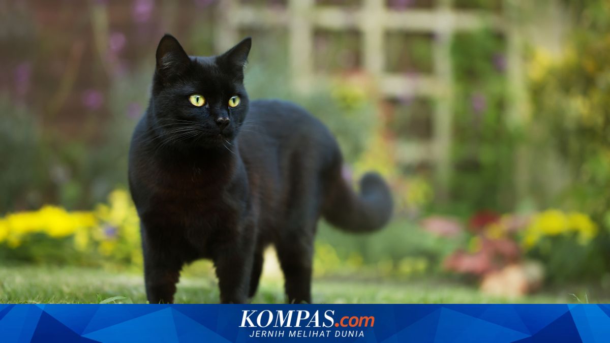 3 Rekomendasi Kafe Kucing di Bandung