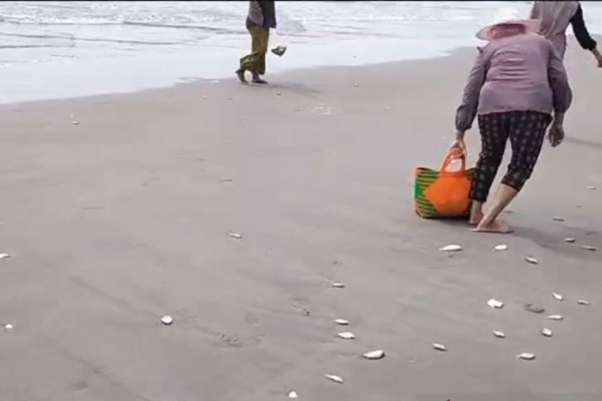 Bangkai Ikan Berserakan di Sepanjang Pantai di Mukomuko, Ada Apa?