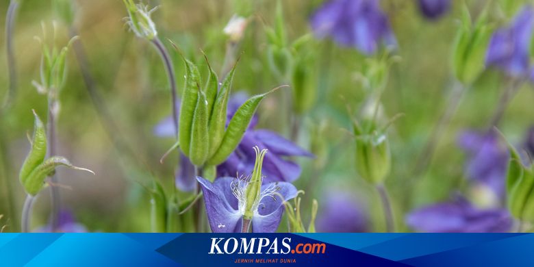 Tips Mudah Budi Daya Bunga Telang ala Guru Besar IPB