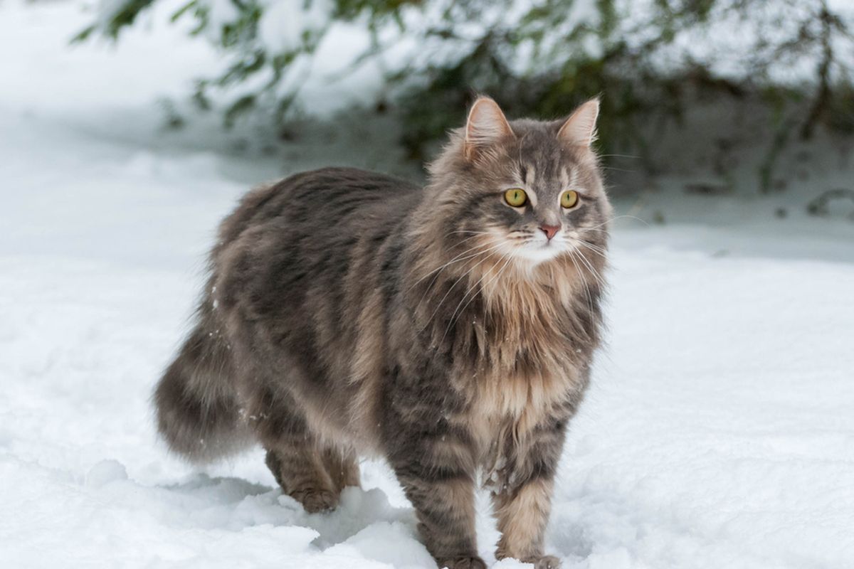 10 Ras Kucing Paling Ramah dan Bersahabat dengan Manusia