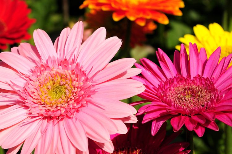 Mengenal Sejarah, Jenis, dan Arti Bunga Gerbera Daisy
