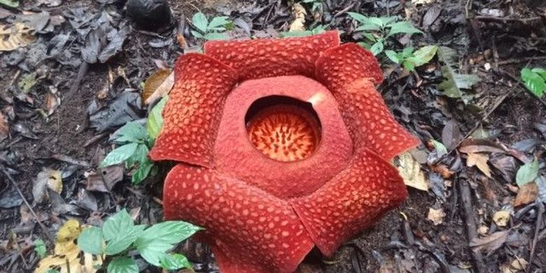 Berita Harian Bunga Raflesia Terbaru Hari Ini - Kompas.com