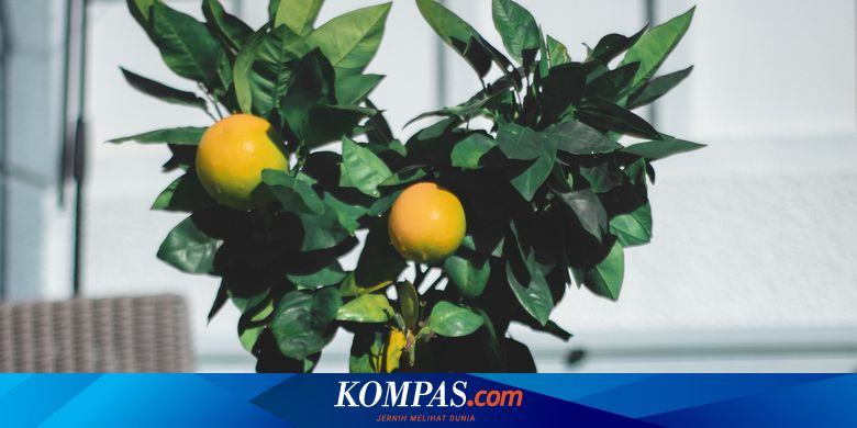 Cara Mudah Menanam Pohon Lemon Indoor dari Biji hingga Berbuah