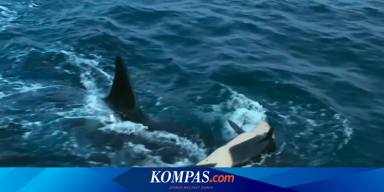 Perilaku Aneh, Induk Orca Tenggelamkan Anak Paus Lain di Kawanannya