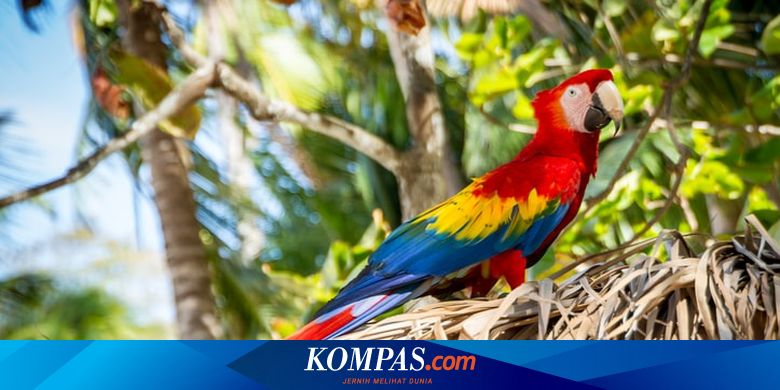 5 Fakta Menarik Burung Macaw, Berukuran Besar dan Eksotis