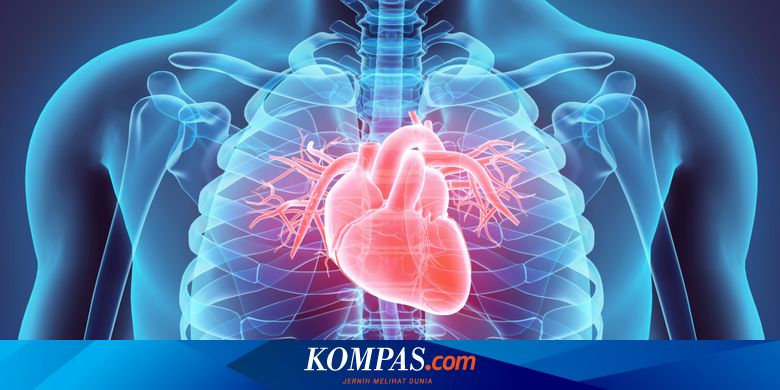 Ketahui Cara Kerja Jantung Memompa Darah ke Seluruh Tubuh Manusia