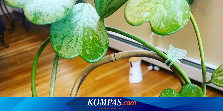 5 Tanaman Hias Berbentuk Hati yang Akan Membuatmu Jatuh Cinta
