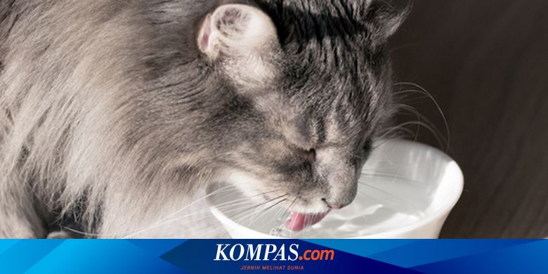 Apakah Kucing Perlu Minum Susu?