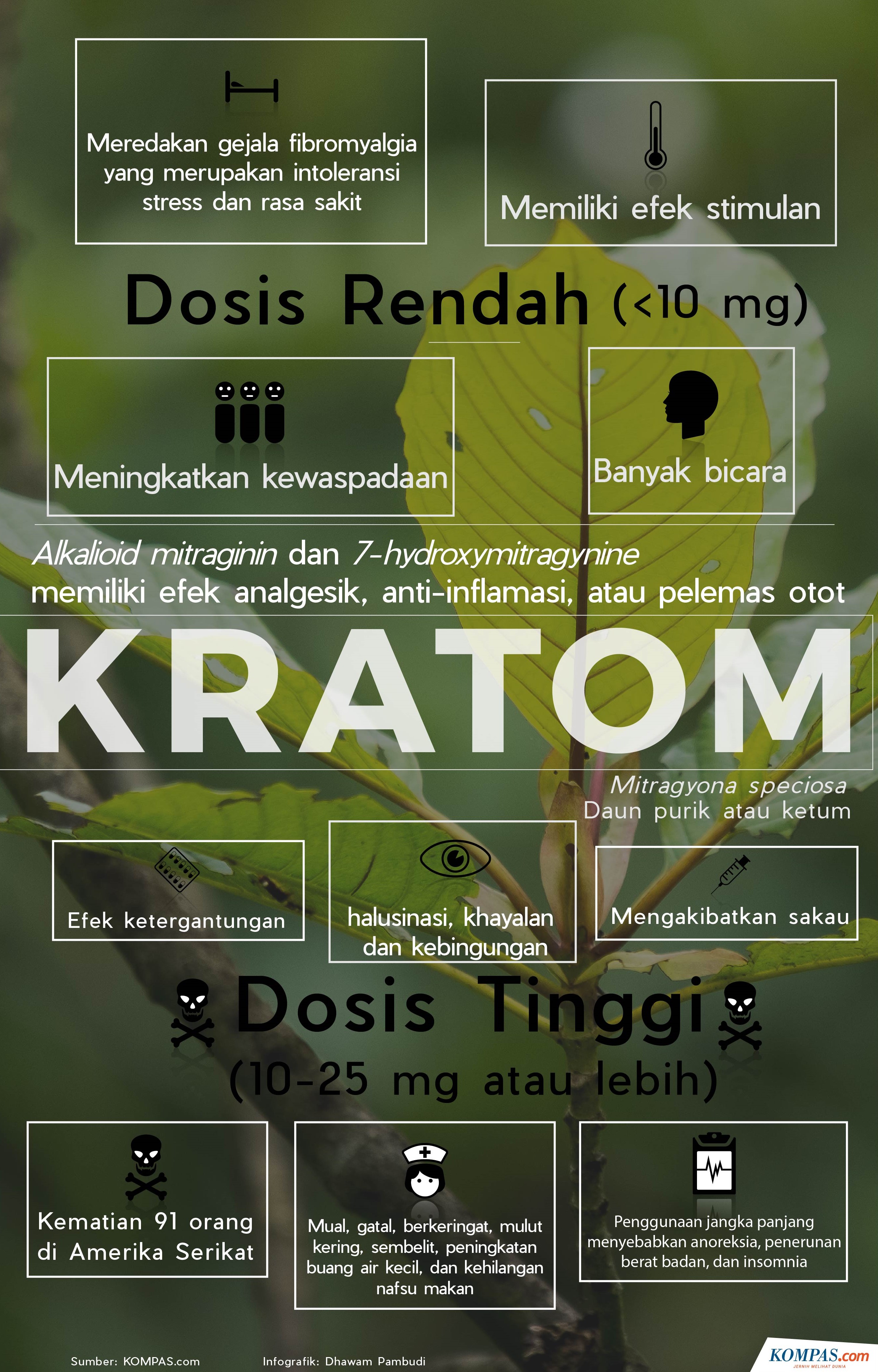 INFOGRAFIK: Kratom, Apa Manfaat dan Bagaimana Efek Konsumsinya?