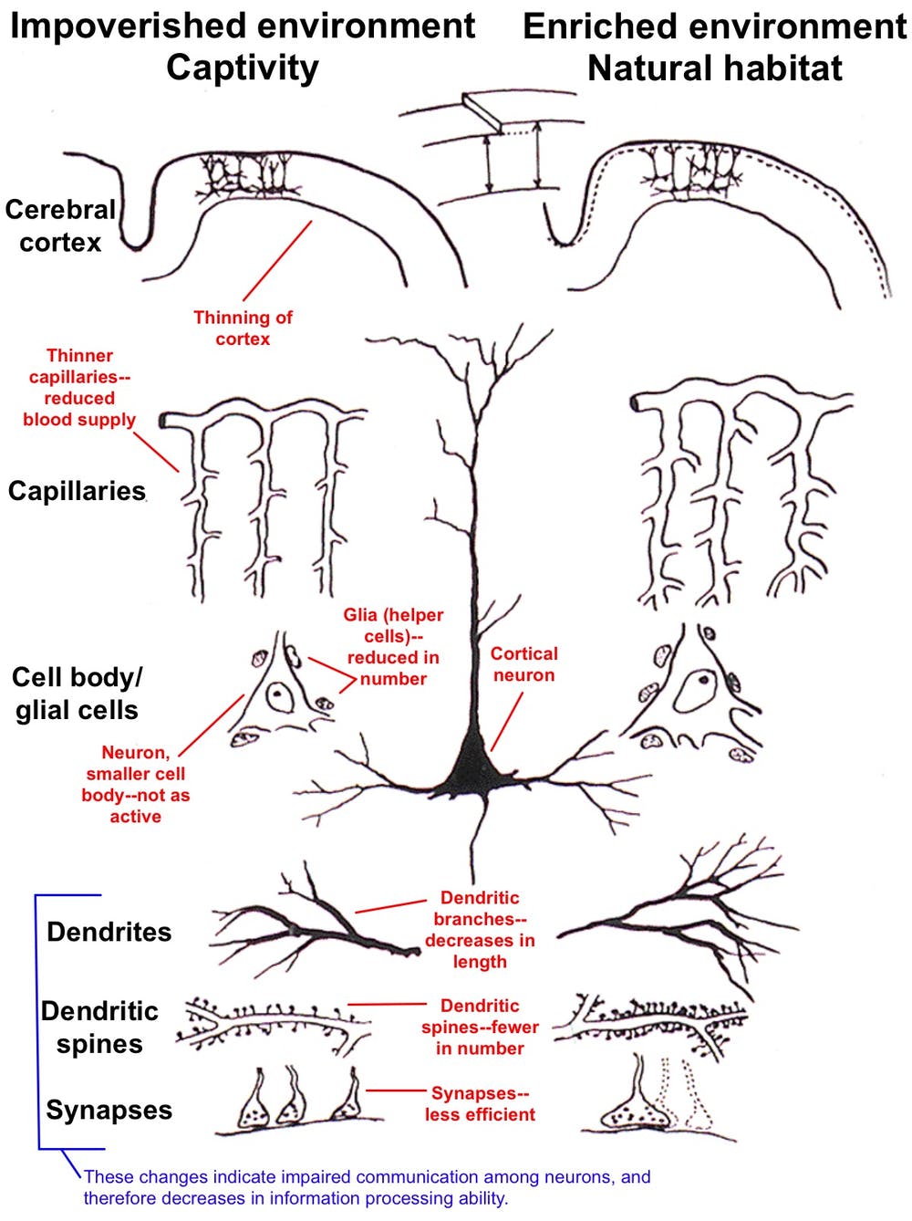 Studi: Dikurung di Kebun Binatang Bikin Otak Gajah dan Orca Rusak