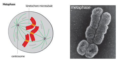Tahap-Tahap Mitosis Sel