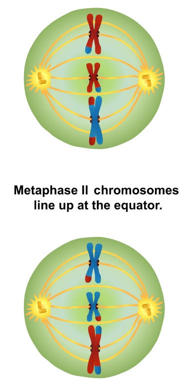 Perbedaan Meiosis 1 dan 2