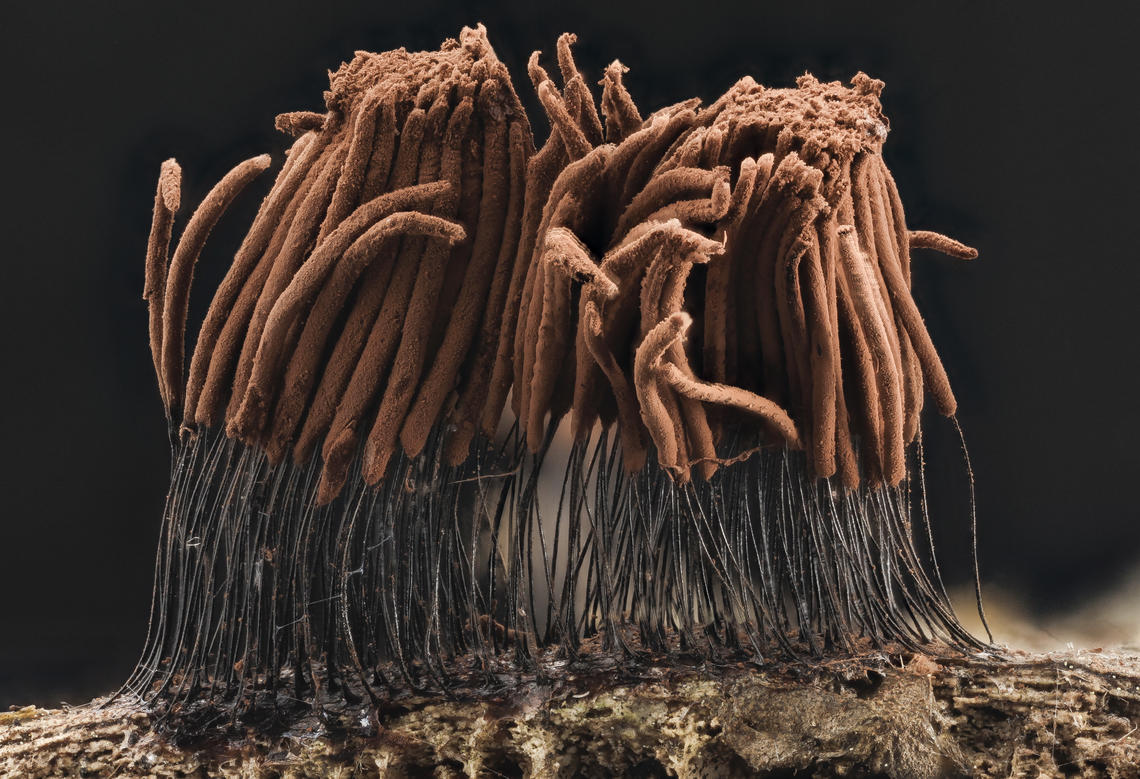 Contoh Kingdom Protista