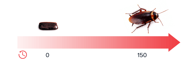 Alasan Metamorfosis Kecoa Tidak Sempurna