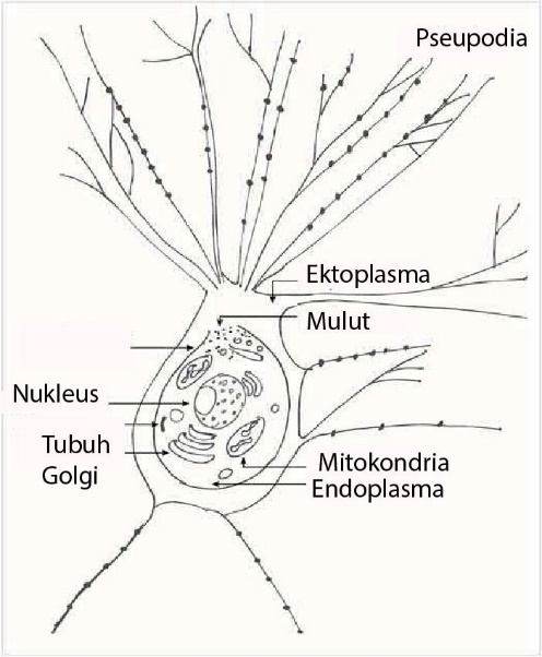 Mengenal Foraminifera, Organisme Kecil di Laut Perekam Perubahan Suhu Bumi