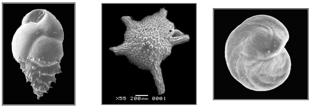 Mengenal Foraminifera, Organisme Kecil di Laut Perekam Perubahan Suhu Bumi