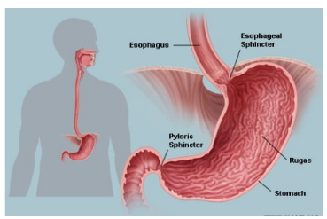 Mengenal Organ Pencernaan Manusia dan Fungsinya