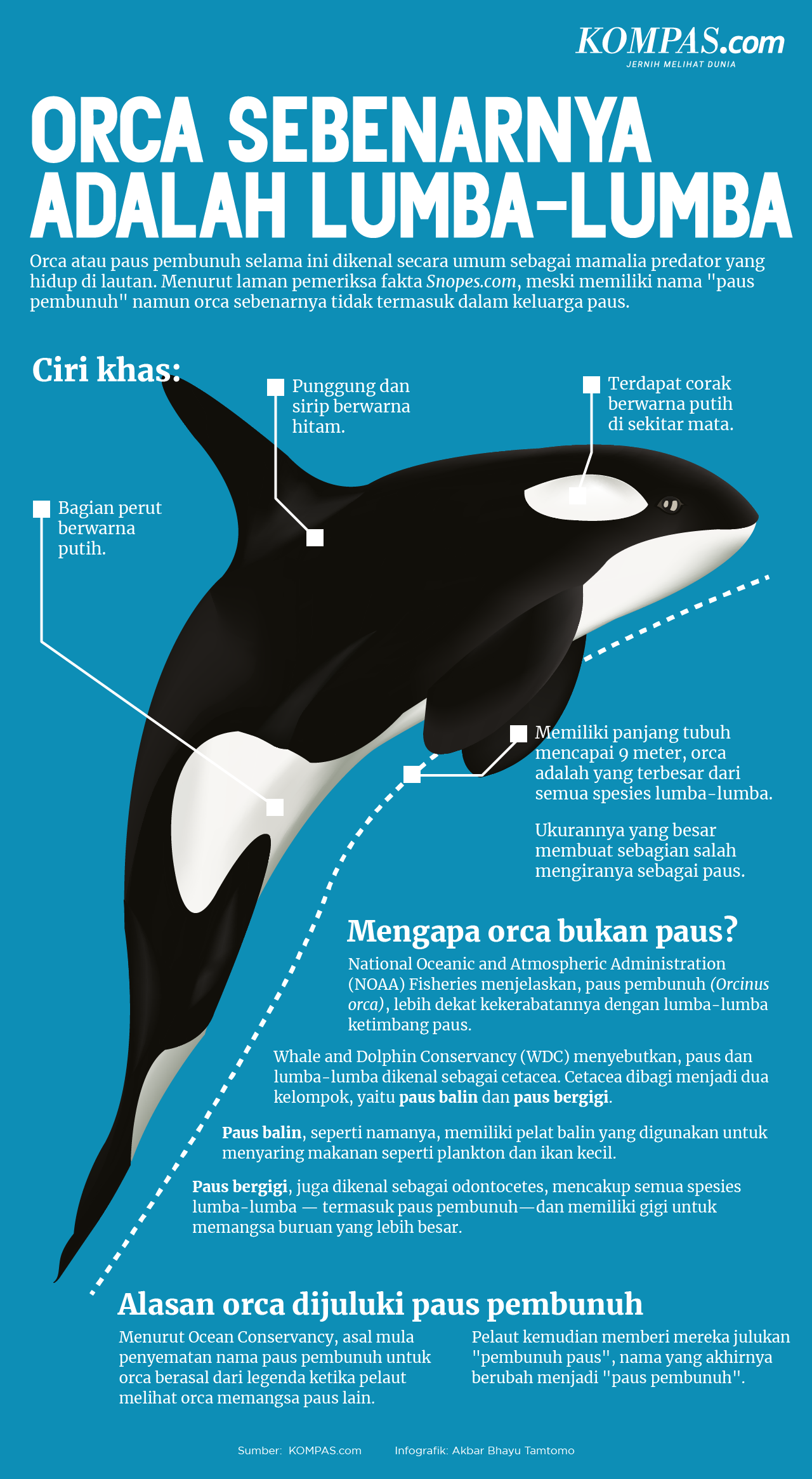 INFOGRAFIK: Dikenal sebagai Paus Pembunuh, Orca Masuk Keluarga Lumba-lumba