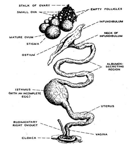 Mengenal Alat Perkembangbiakan Ayam Jantan dan Betina