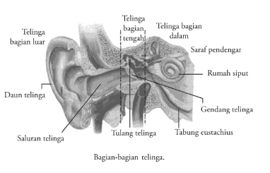 Gendang Telinga: Fungsi, Gambar, dan Letaknya