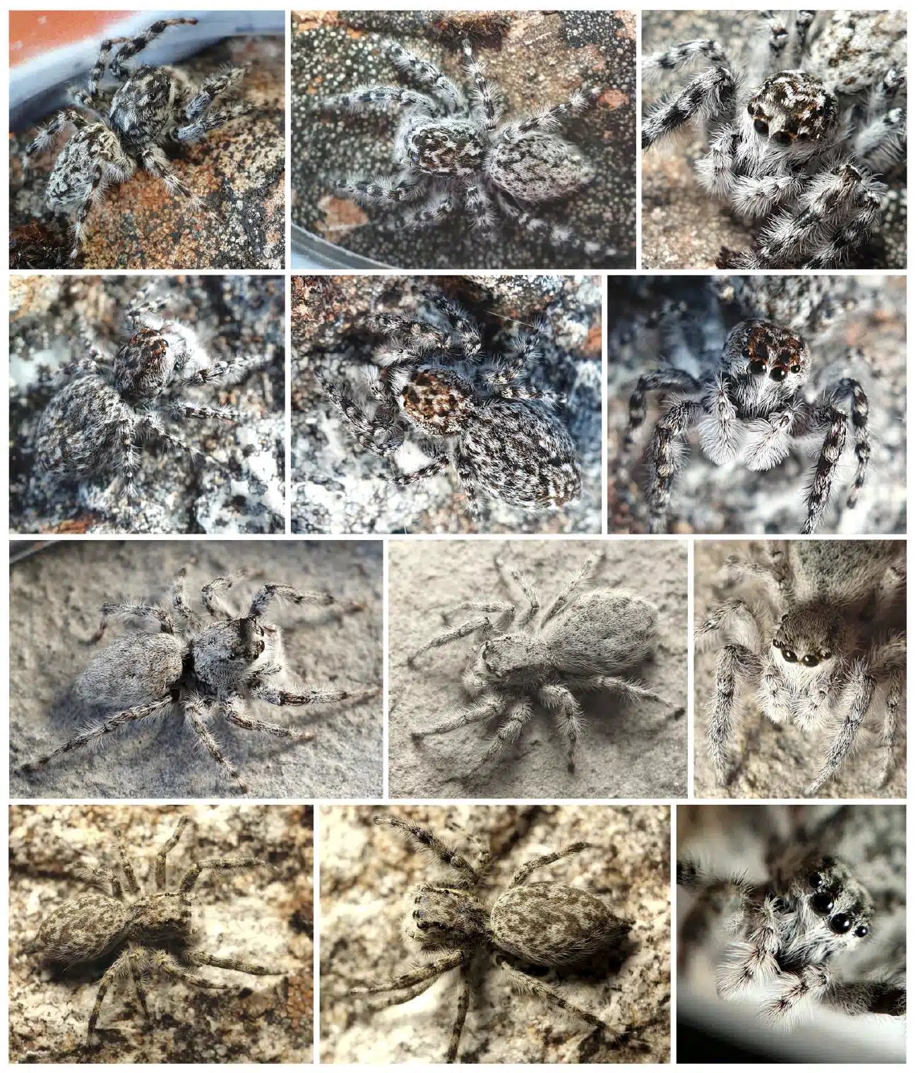 Genus Baru Laba-Laba Pelompat yang Ahli Berkamuflase Ditemukan di ...
