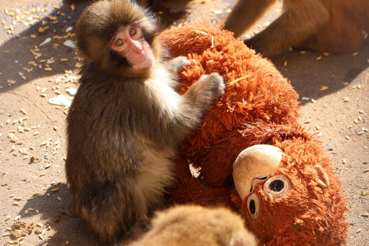 Ditelantarkan Induknya, Bayi Monyet Jepang Ini Peluk Boneka sebagai Ibu ...