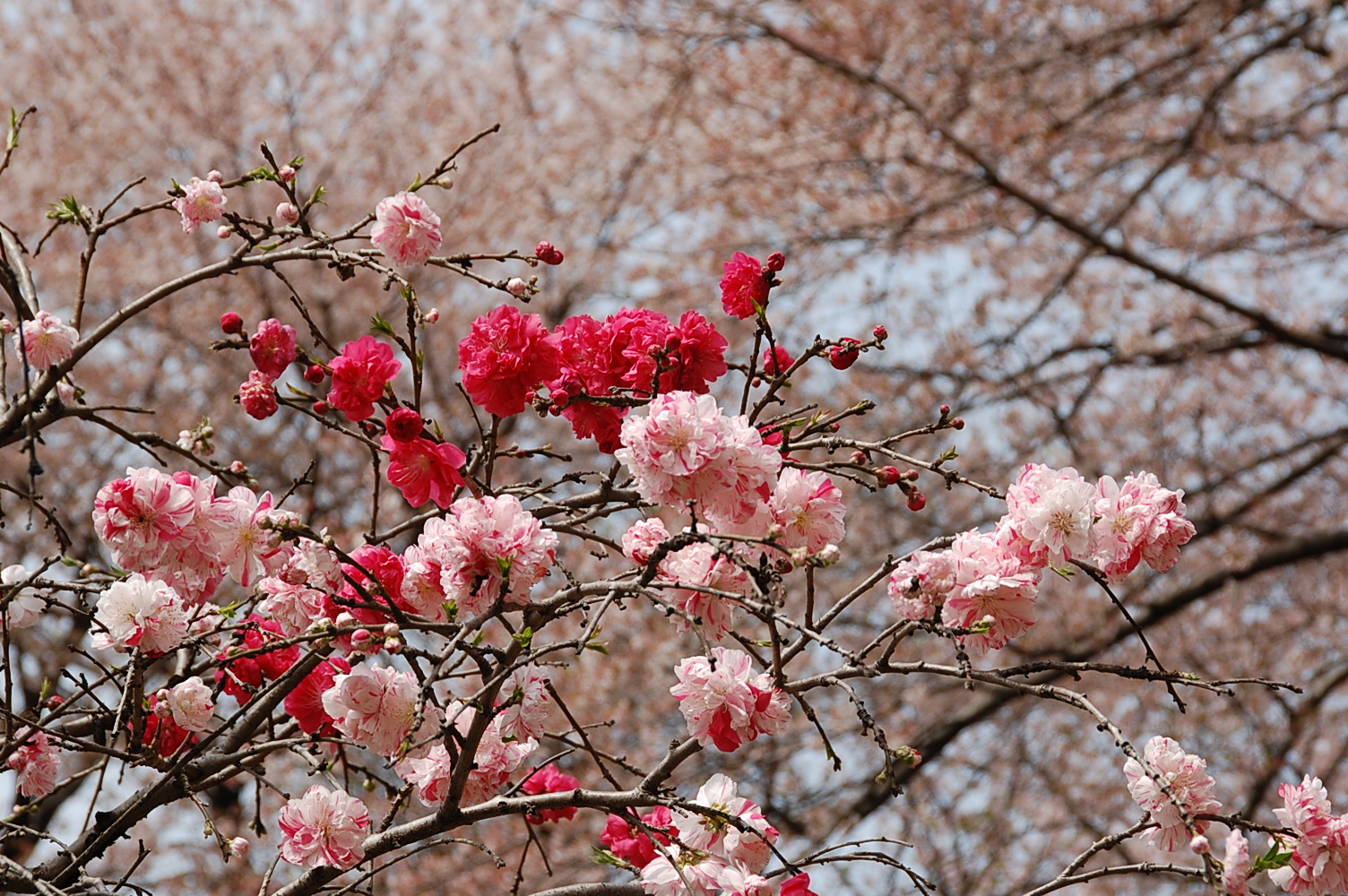 Sering Dikira Sakura, Kenali 3 Bunga Musim Semi Jepang Ini