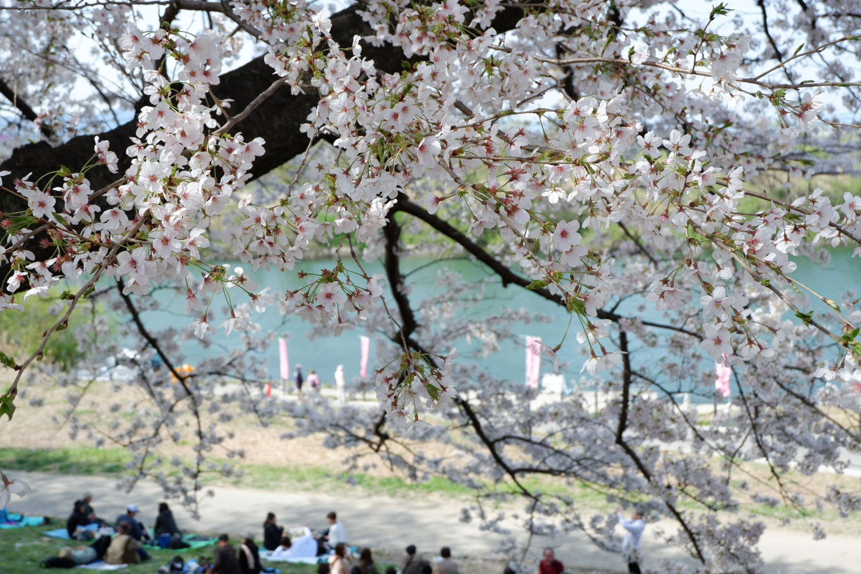 Sering Dikira Sakura, Kenali 3 Bunga Musim Semi Jepang Ini